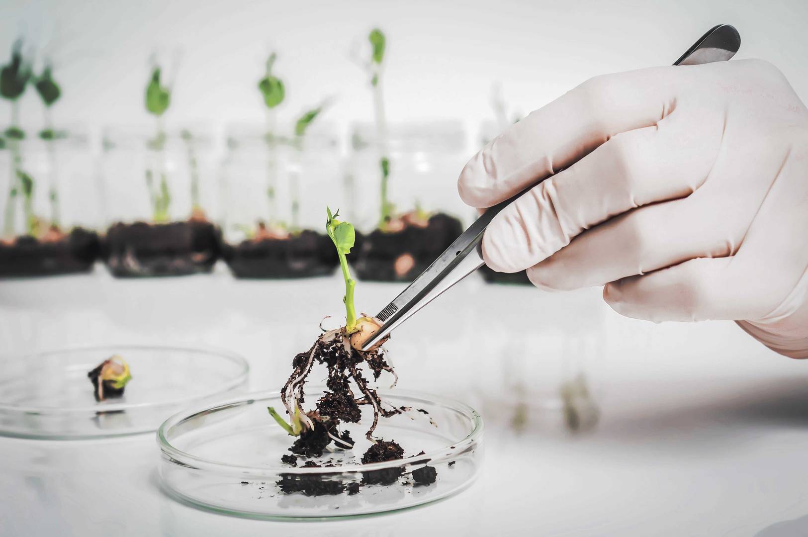 DNA/RNA extraction from plants